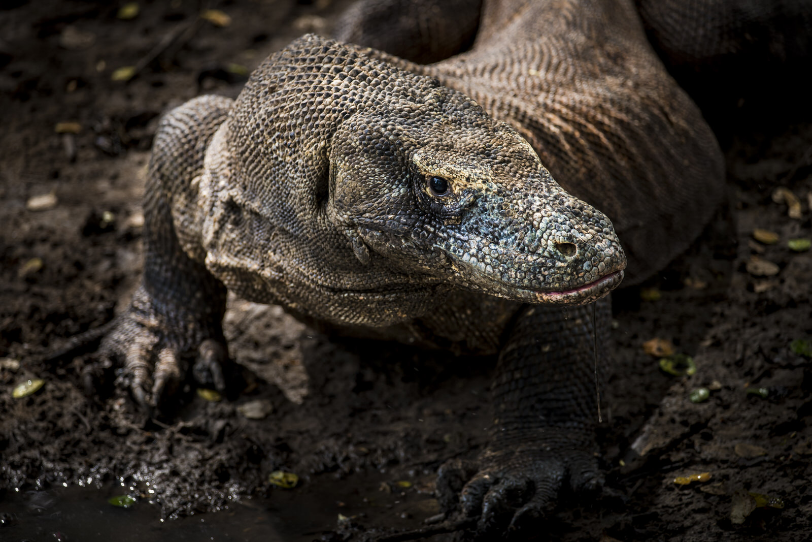 03 Rinca en de Komodovaranen - Gooijert en Corrine op reis